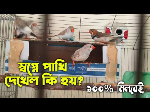 স্বপ্নে পাখি দেখলে কি হয় | swapne pakhi dekhle ki hoy | স্বপ্নে পাখি দেখার ব্যাখ্যা | dream | sopno