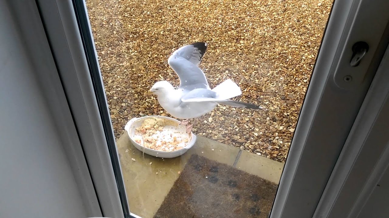 Puking Seagull - YouTube