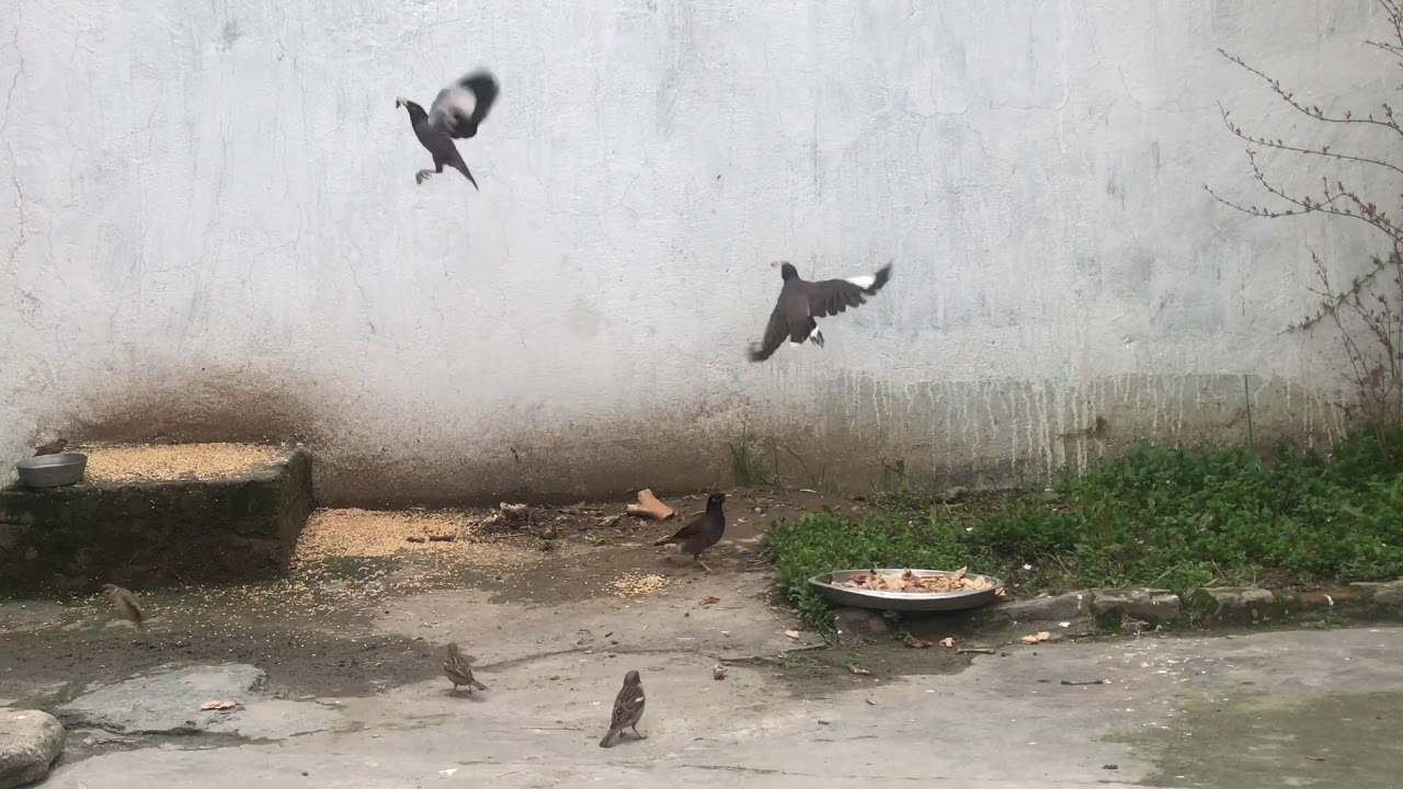 Feeding The Birds at Home | Quarantine Activities - YouTube