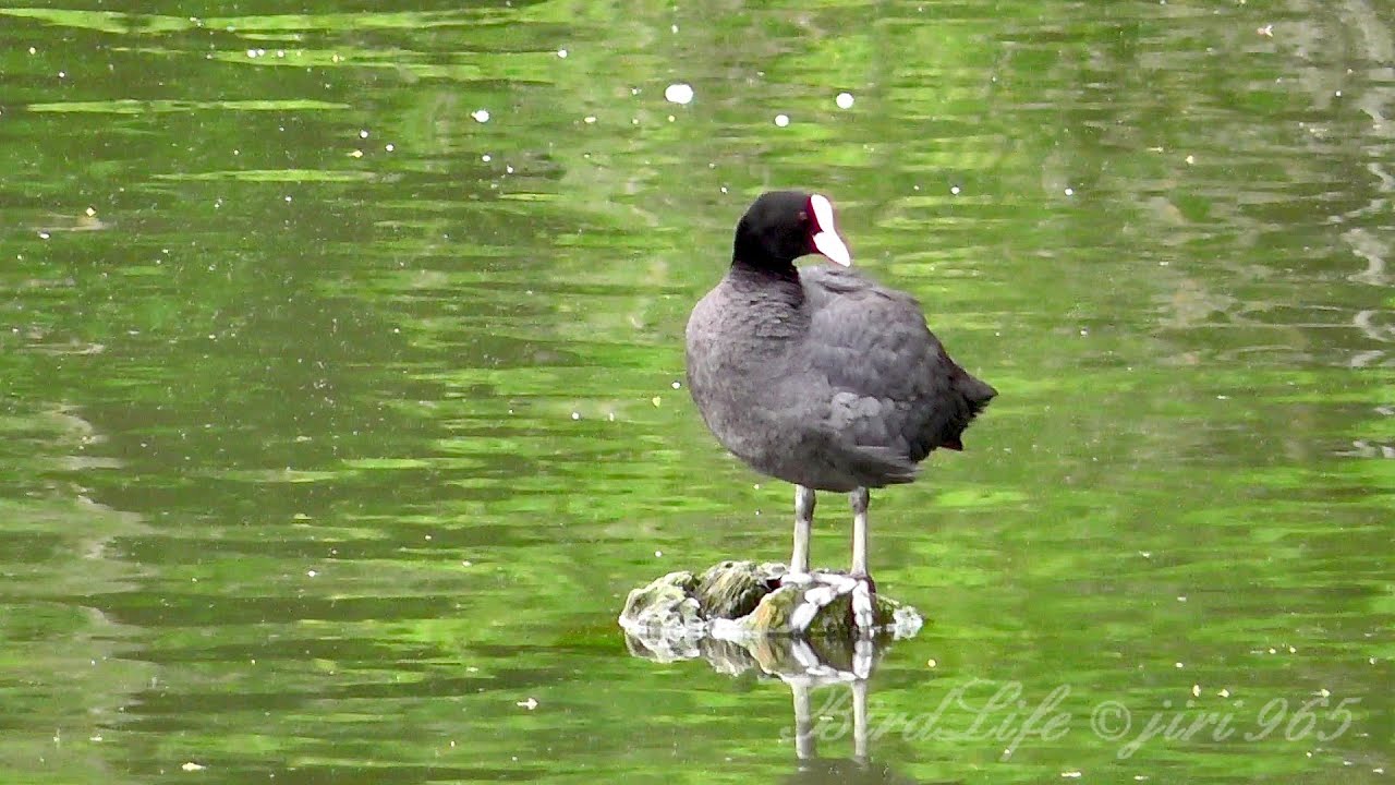 Lyska černá (Fulica atra, syn. Fulica prior),Lyska čierna,Blässhuhn ...