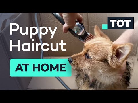 How to (Kinda) Give Your Hyper Puppy a DIY Haircut