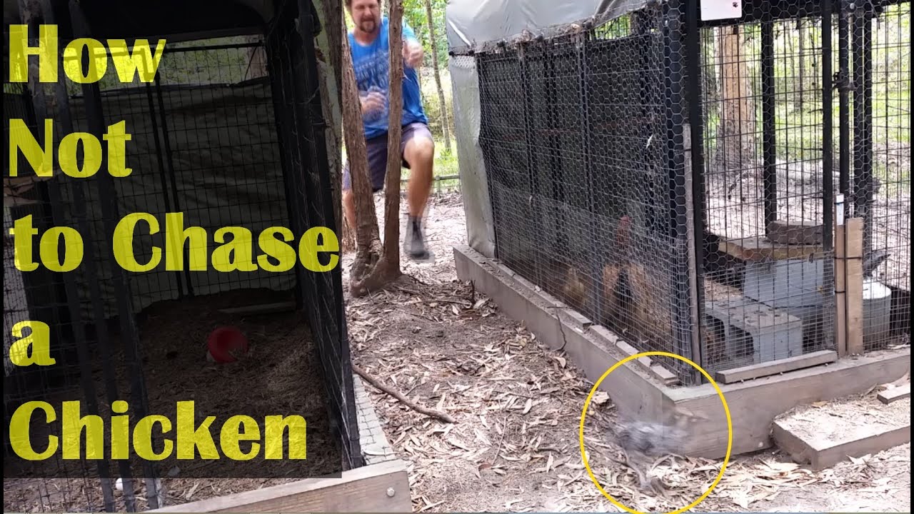 Here We Go Round The Chicken Pen... Again - YouTube