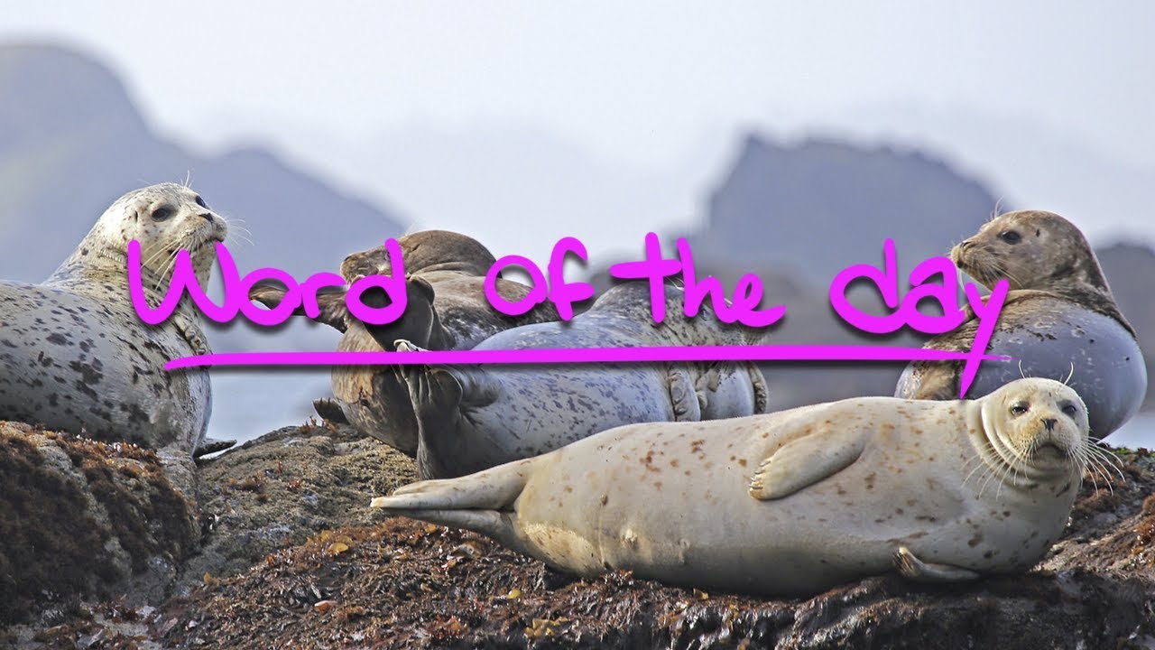 Como Dizer Foca Em Inglês? - YouTube