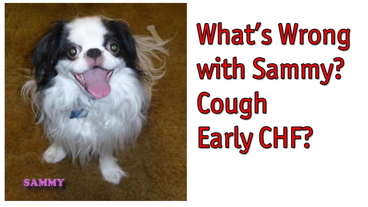 What's wrong with Sammy? Japanese Chin - YouTube