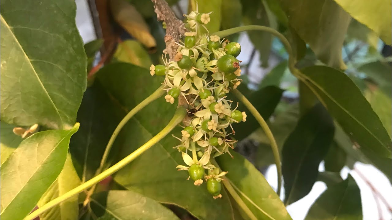 White sapote flower update. Like citrus they easily set embryo fruit ...