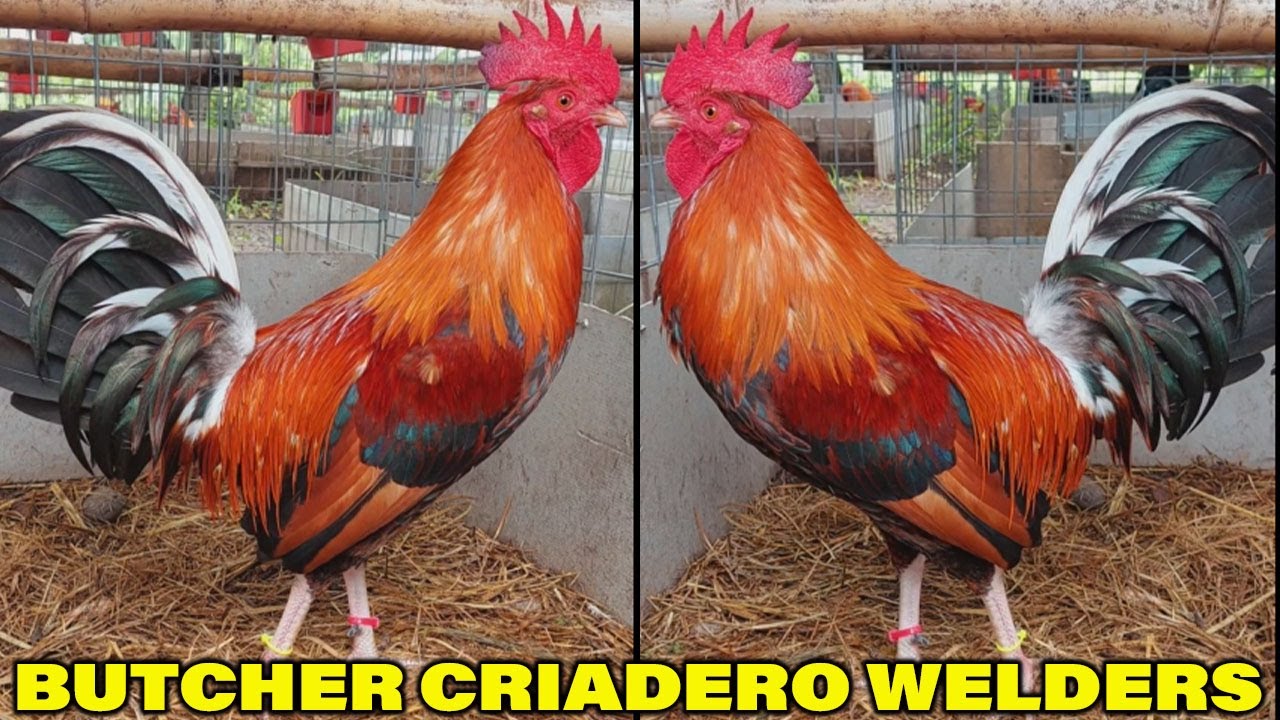 Butcher Radio Beautiful Birds Criadero Welders - YouTube