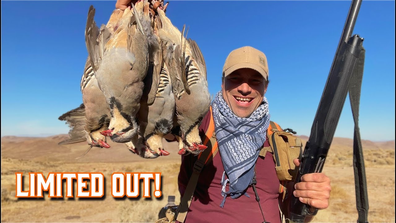 We are CRUSHING the CHUKAR this season! - YouTube