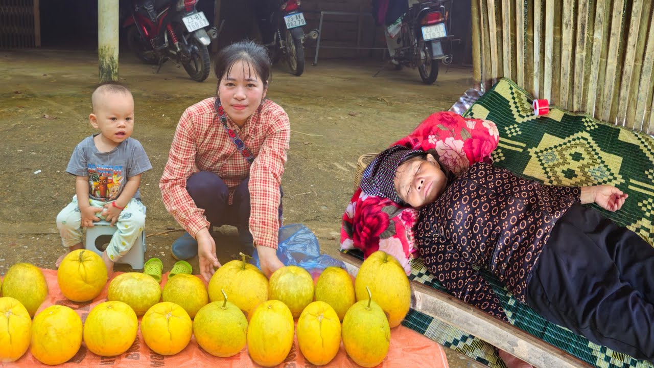 Single mother picks grapefruit to sell at the market - the evil mother ...