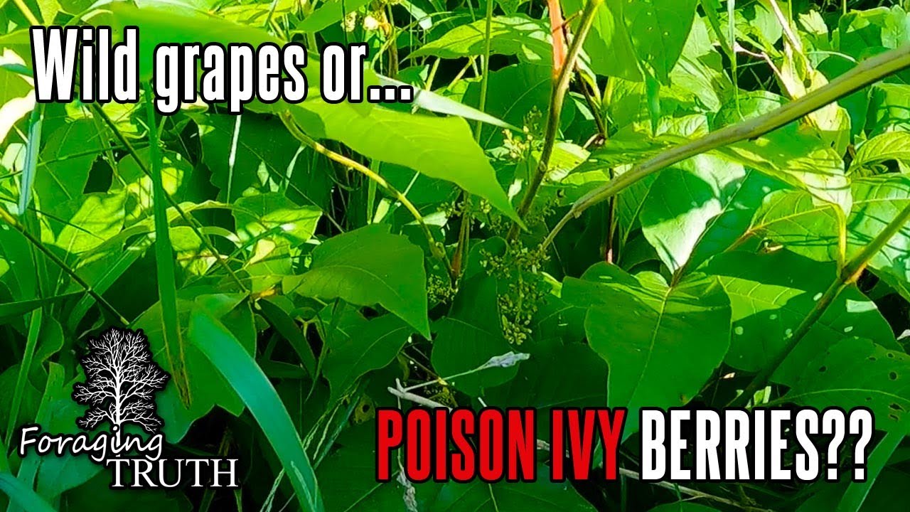 Wild Grapes or POISON IVY BERRIES??? What's going on here?!?!?! - YouTube