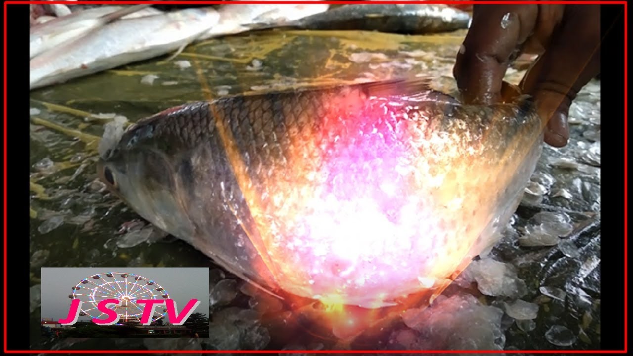 Do ELISE FISH CUTTING Better Than Barack Obama, JS TV Fish Cutting ...