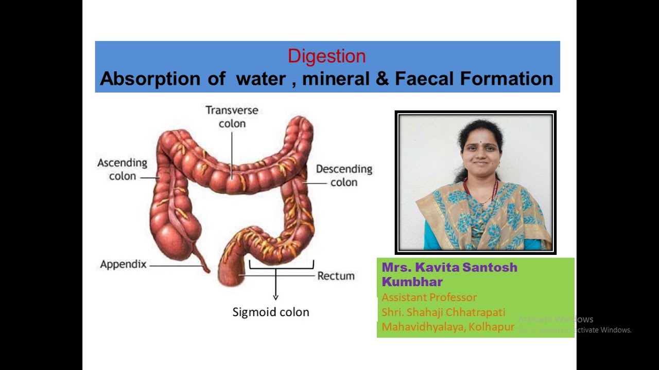 B.Sc.I Absorption of Water, Mineral & Defecation process. - YouTube