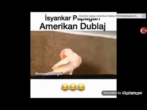 Amerik dublaj -isyankar papağan