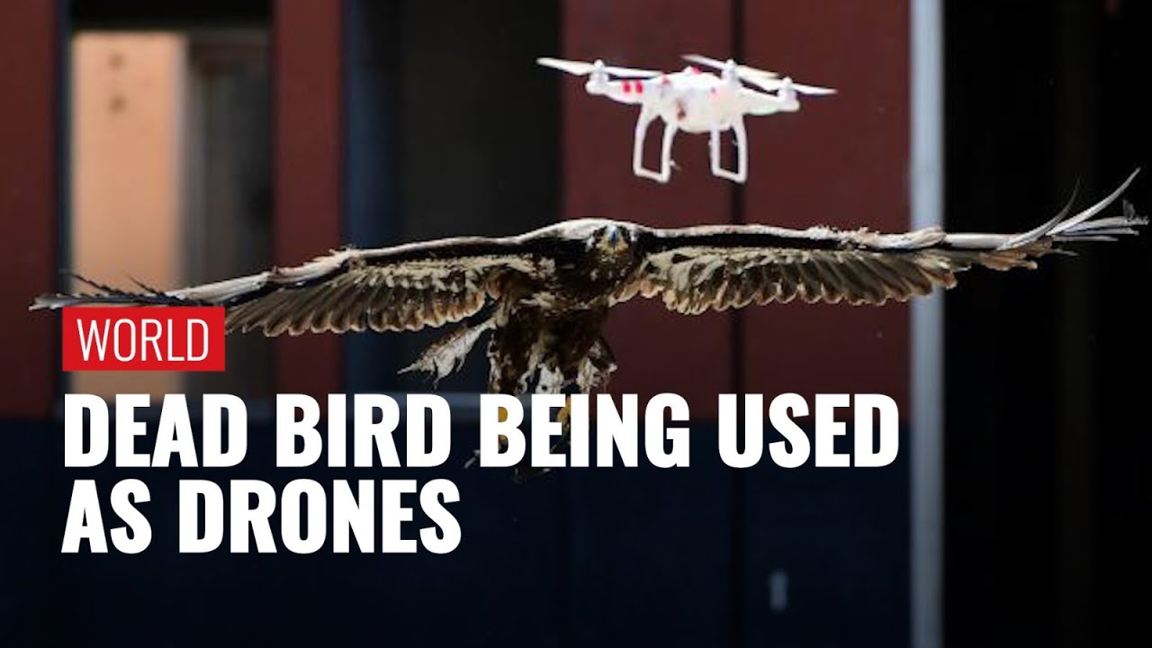 Dead Birds Get New Life: Researchers Turn Dead Birds Into Drones To ...