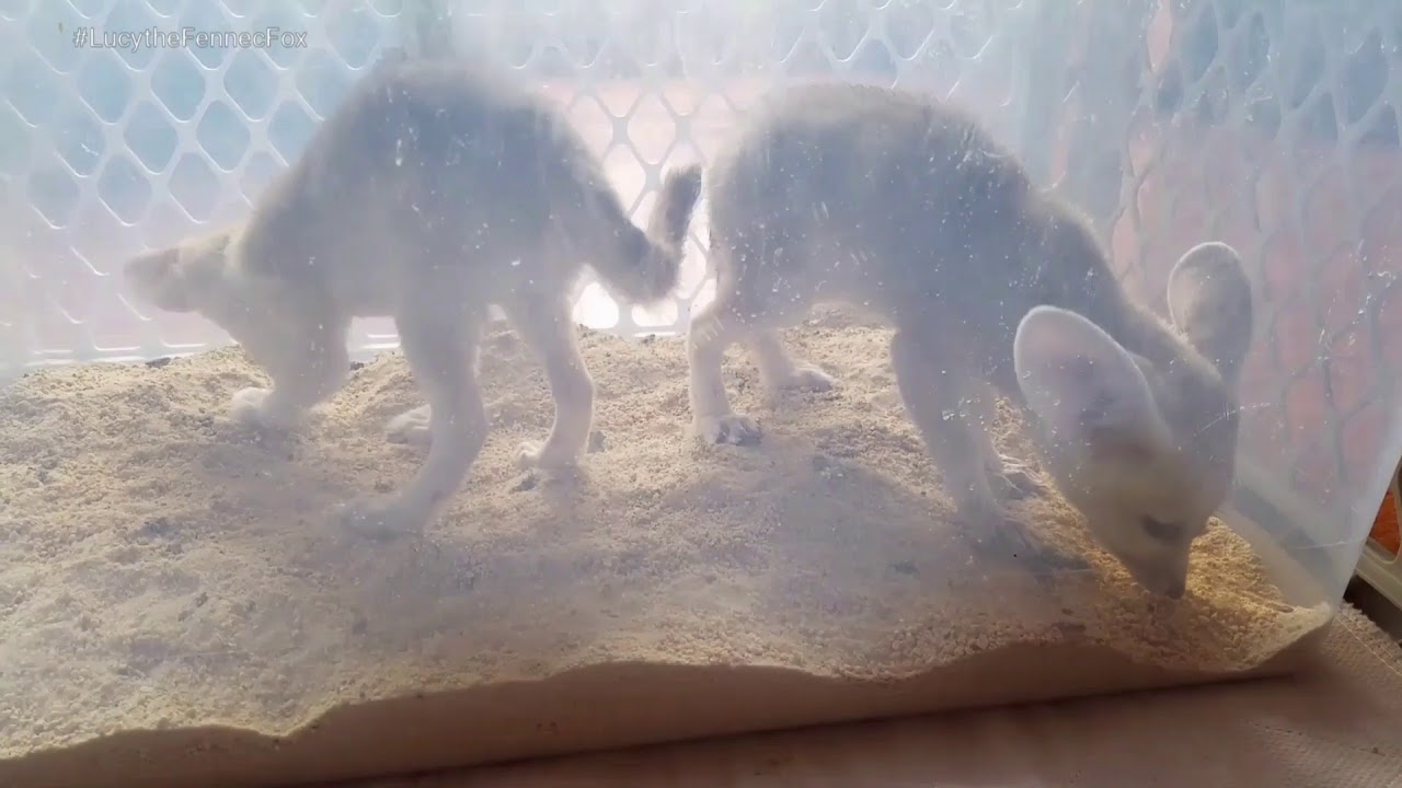 Fennec Fox Kits Eating Bugs in the Sand - YouTube