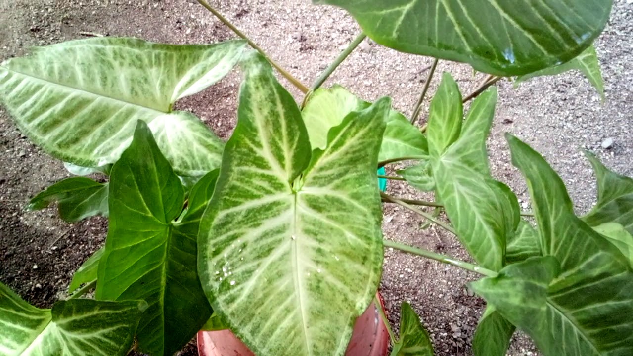 como cuidar la planta colomo o caladium /how to care for the colomo or ...