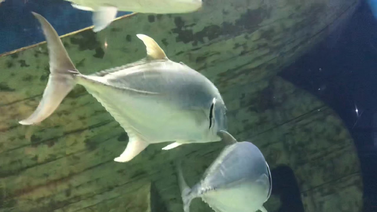 BIG FISHES | Manila Ocean Park - YouTube