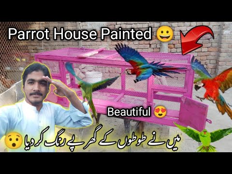 Parrot 🦜 House Painted 😀 | So Cute 🥰 - YouTube