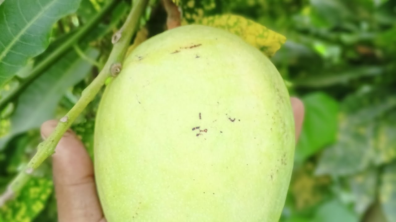 arunima white mango, fruit vairl video, mango plant grafting video ...