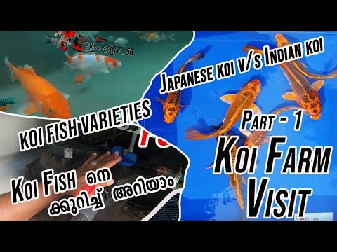 ⭐️ Koi fish അറിയേണ്ടതെല്ലാം | Koi Farm in Kerala | koi v/s Indian Koi ...