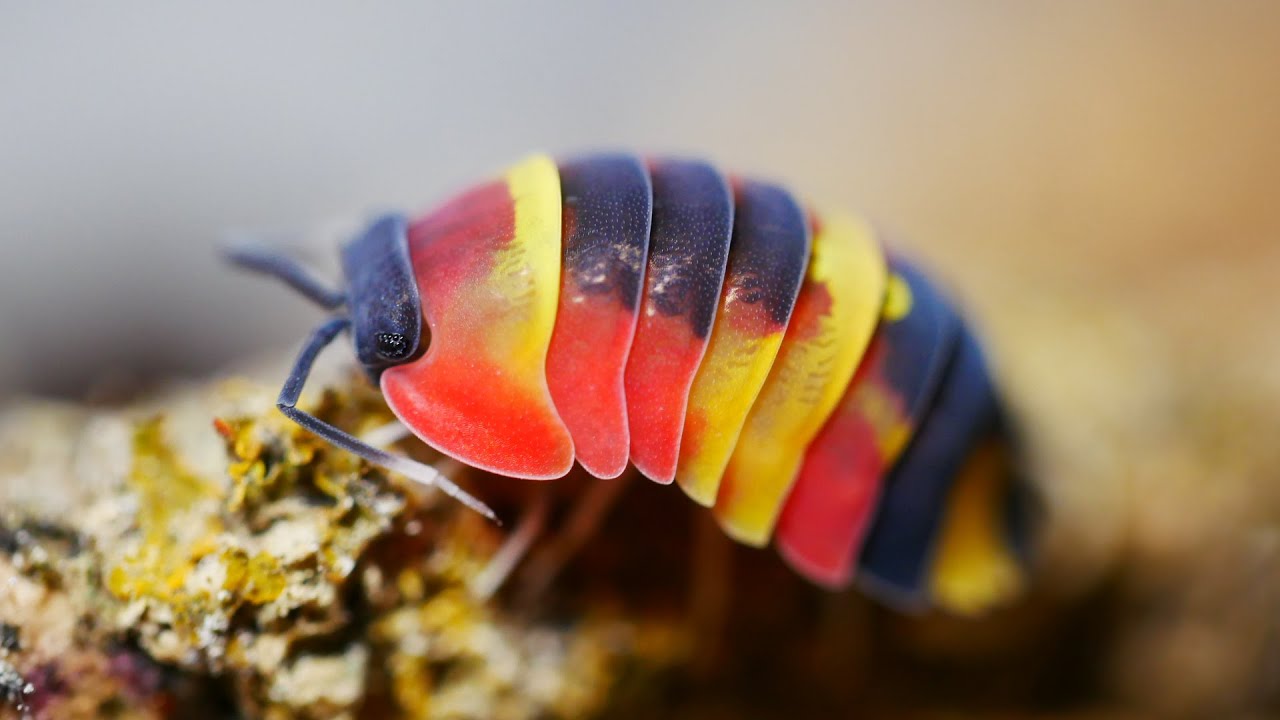 Merulanella spec. "Tricolour, High Red" - YouTube
