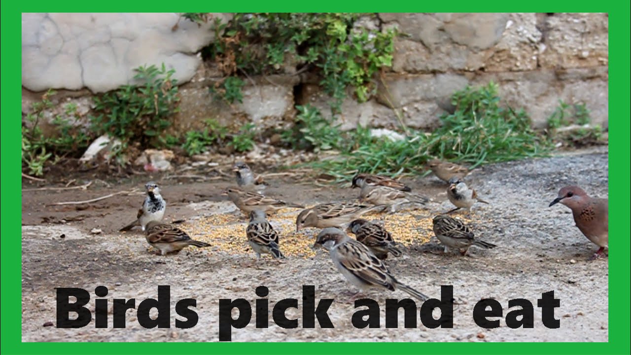 Birds pick and eat - YouTube