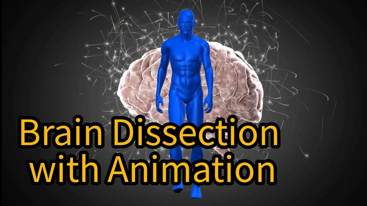 Human Brain Explained: 3D Animation of Brain Parts & Functions - YouTube