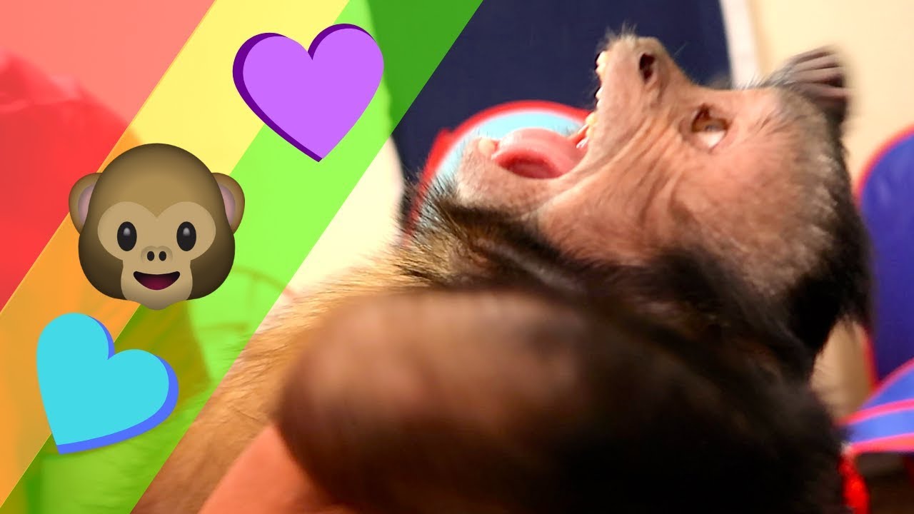 Capuchin Monkey Playroom FUN! (CUTENESS OVERLOAD) - YouTube