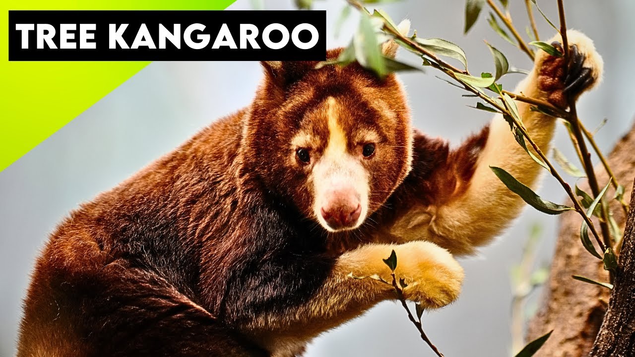 Tree Kangaroo Facts: The Adorable Kangaroo That Climbs Trees! 🌳 - YouTube