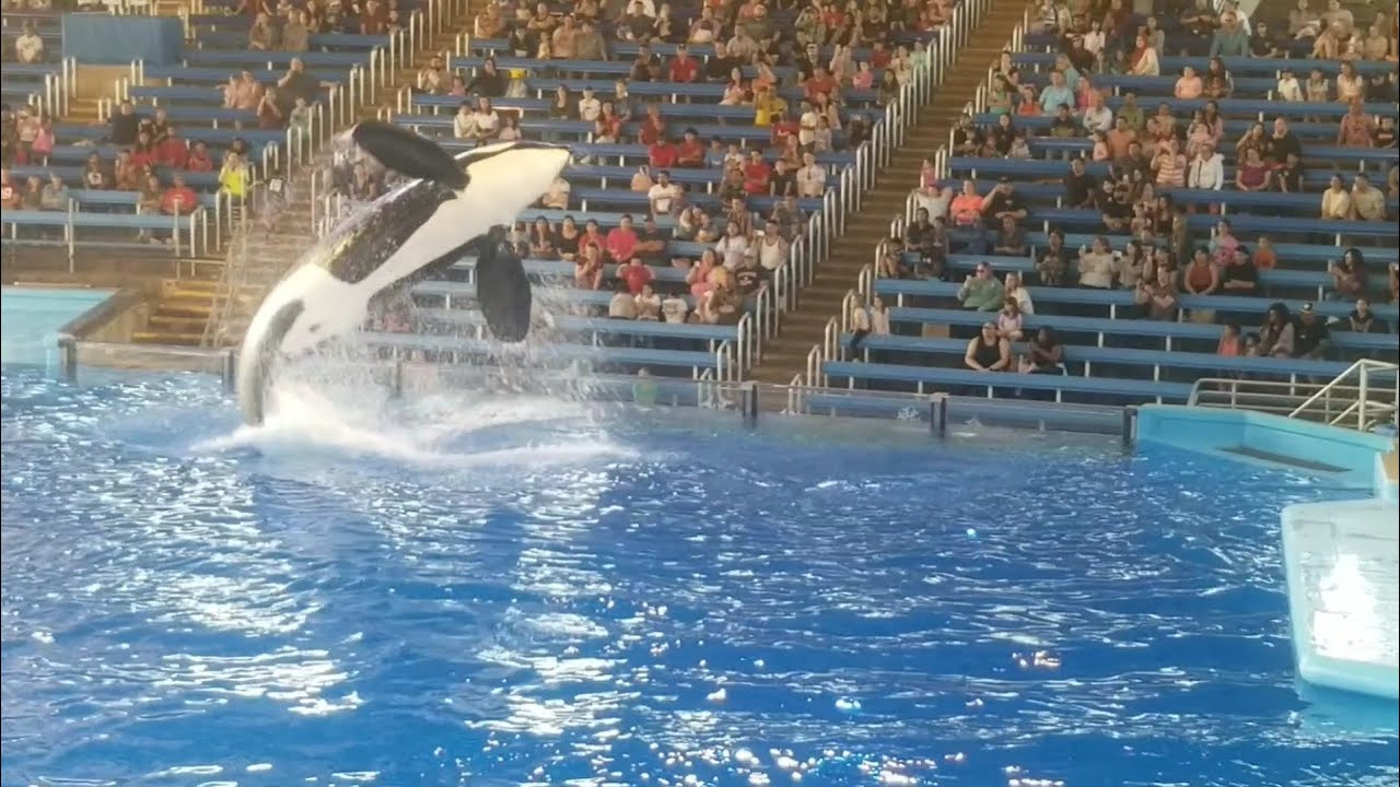 Highlights From Orca Encounter At SeaWorld San Antonio From 11/5/22 ...