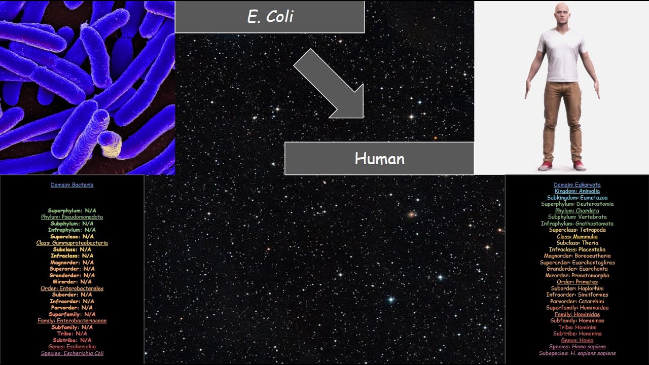 Evolution: Bacteria to Man - YouTube