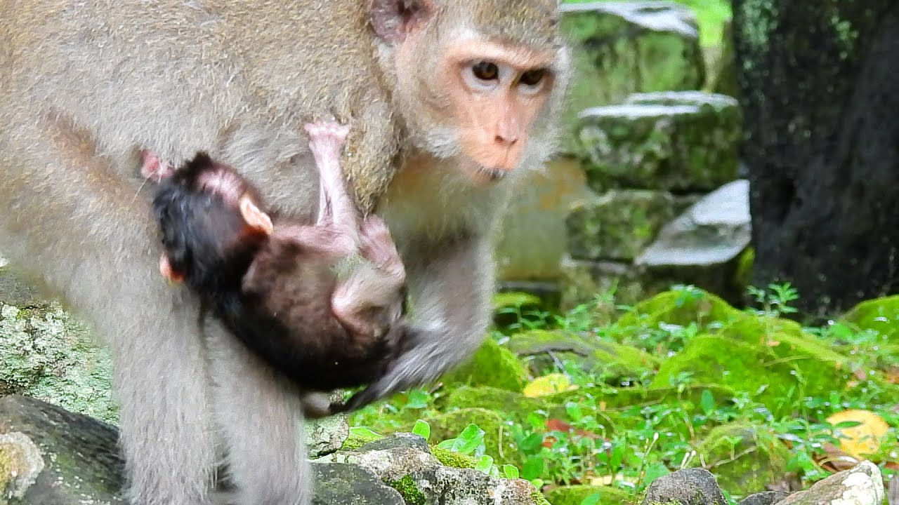 LITTLE NEWBORN VIXEN VERY SCARE FALL TRY CATCH MOM FOR HELP. CUTES BABY ...