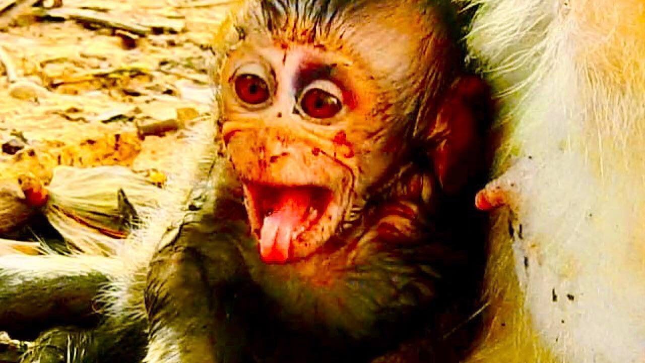 Amazing Clip! Baby Monkey Trying Beg Mom for take her go up Now Baby Monkey - YouTube