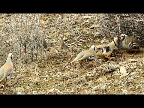 Шикори Кабк Keklik avi tuzakla Охота на куропатка Partridge hunting Kabk shikar شکار کبک Chukar avi