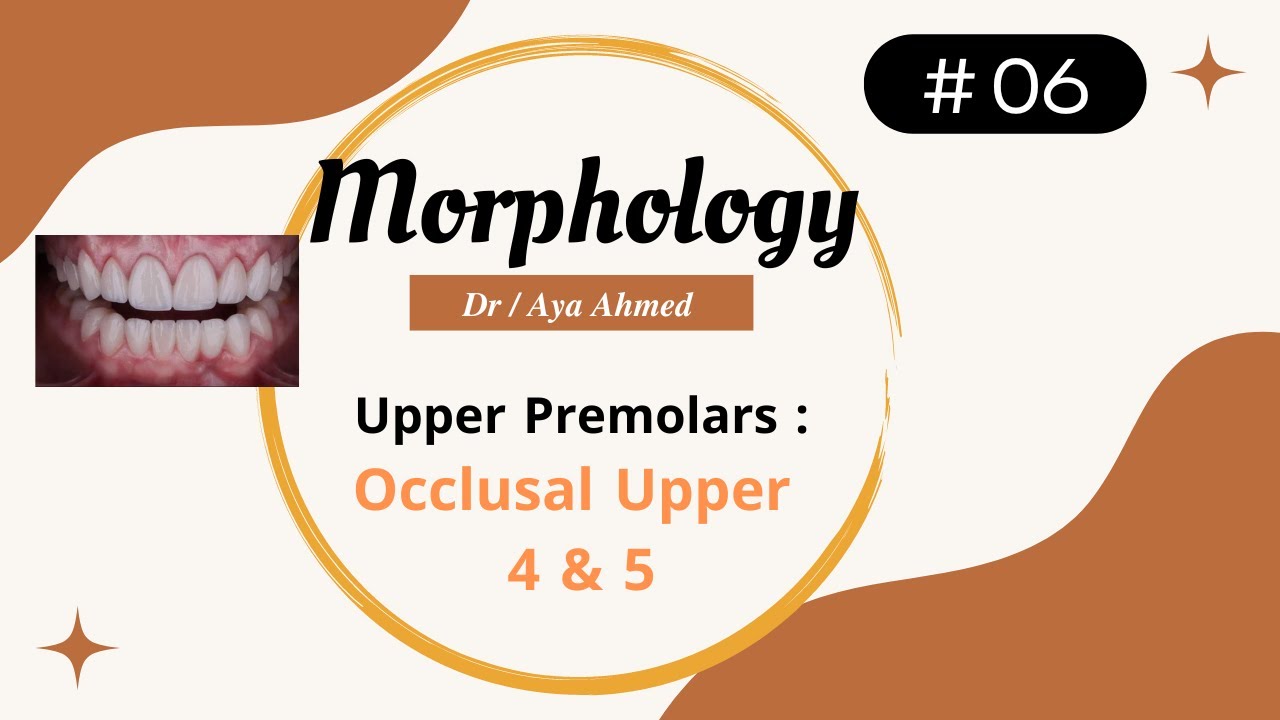 Morphology - #06 - Occlusal Aspect Of Upper Premolars ( Upper 4 & Upper ...
