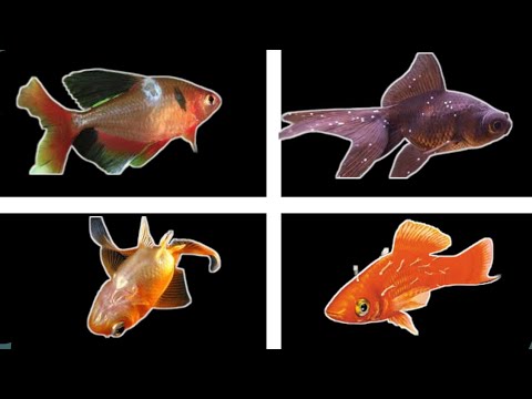 Mga sakit ng alagang isda at paano ito gamotin at maiwasan - YouTube