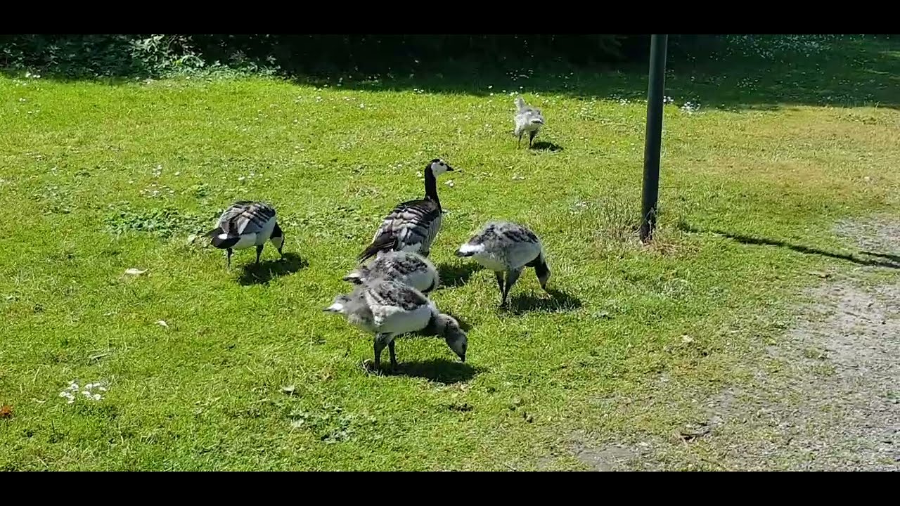 Branta leucopsis. Baby barnacle geese. Barnacla cariblanca. Vitkindad ...