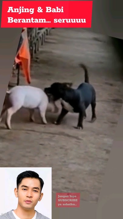 Pertarungan Babi vs Dogi, siapa pemenangnya??? #anjing #anjinglucu #hewanpeliharaan - YouTube