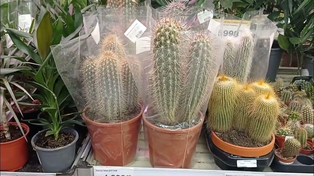 Комнатные цветы в Леруа Мерлен, г. Ростов-на-Дону. 🌼🌺🌺 - YouTube