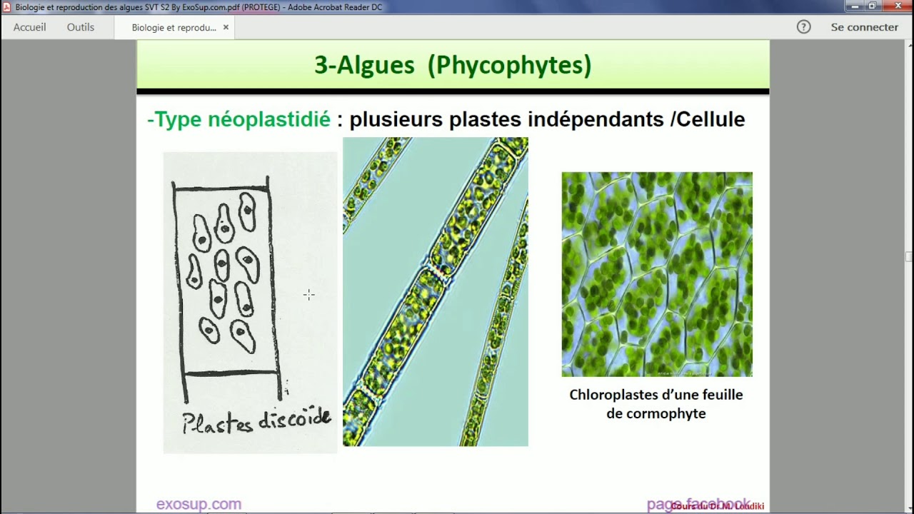 Les thallophytes : Les Algues - YouTube