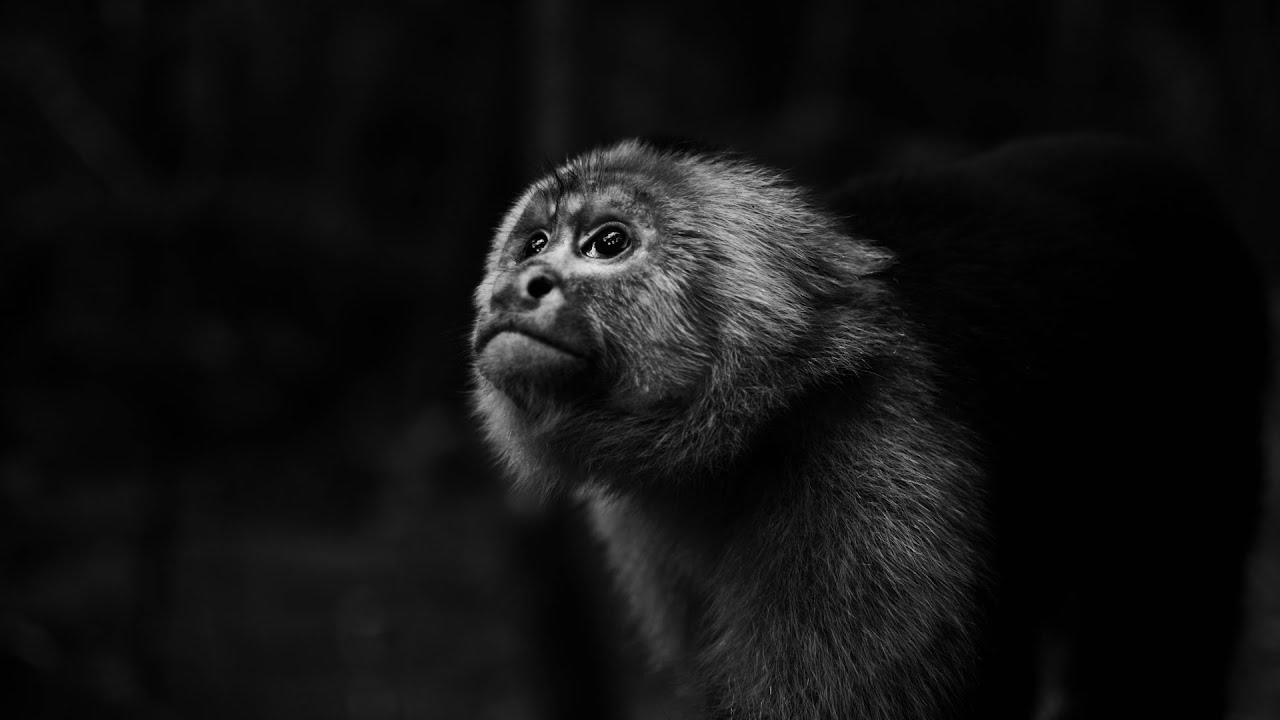 Zoo visit - THE BEST COMPILATION OF MONKEY SOUNDS!!! - YouTube