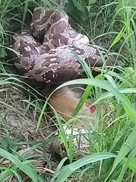 Very big snake eating monkey 3 - YouTube