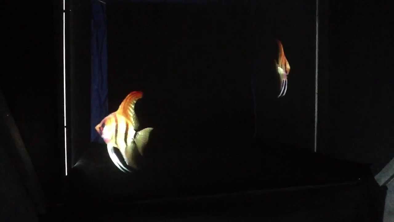 Hologram aquarium by Source Master malaysia - YouTube