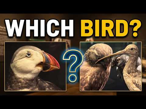 Can you Guess the Bird? Museum Quiz Challenge (Test Your Avian IQ!) Swansea Museum