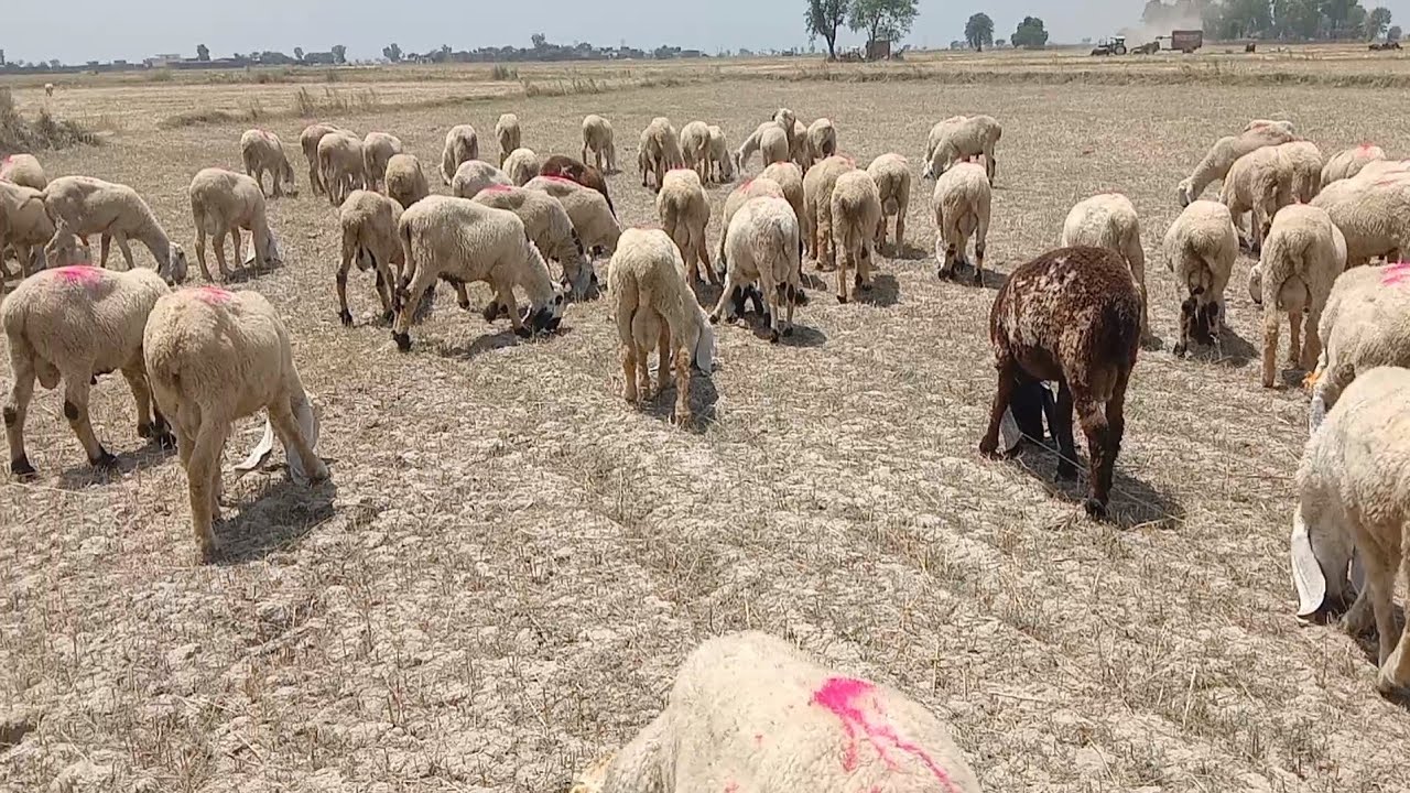 sheep eating food from wheat feilds 🌾 - YouTube