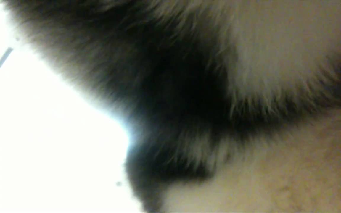 Husky Puppy Eats Camera - YouTube