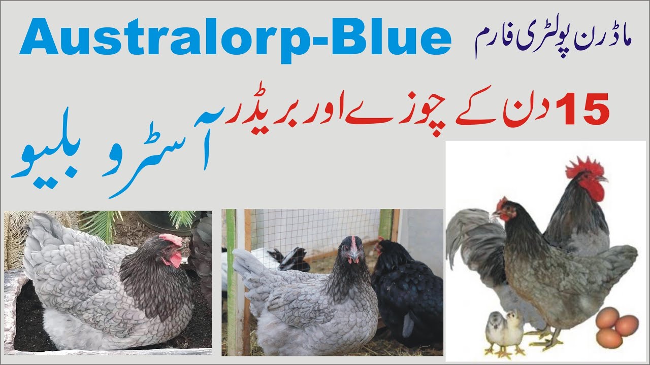 Our Australorp Blue Chicks & Breeder - YouTube