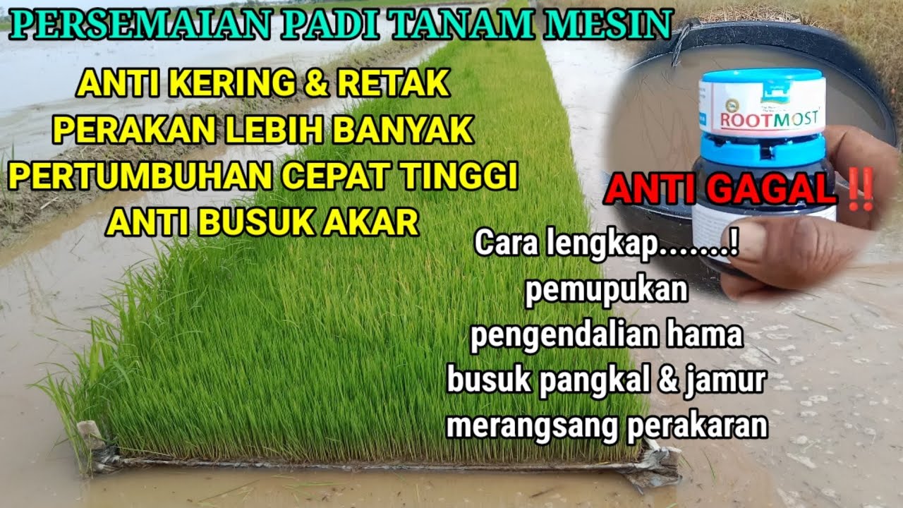 ANTI GAGAL‼️CARA SEMAI PADI UNTUK TANAM MESIN #padi - YouTube
