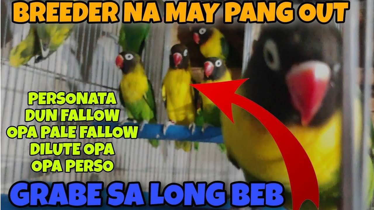GENESIS MINI AVIARY DAMING PANG OUT NA AFRICAN LOVE BIRDS # ...