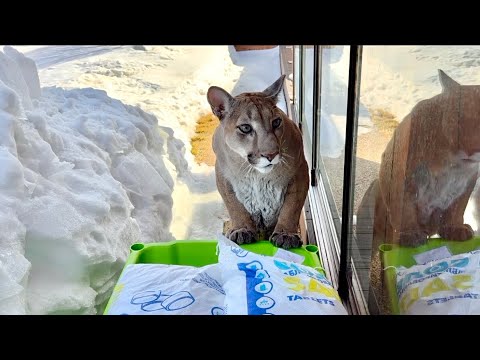 Пума Месси вырвался из дома несмотря на опасность. 