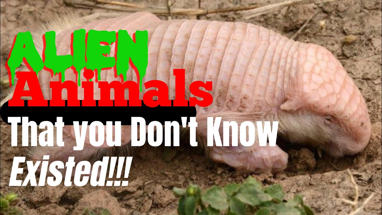 10 Alien Animals That You Don't Know Existed!!!#fascinatinganimals ...